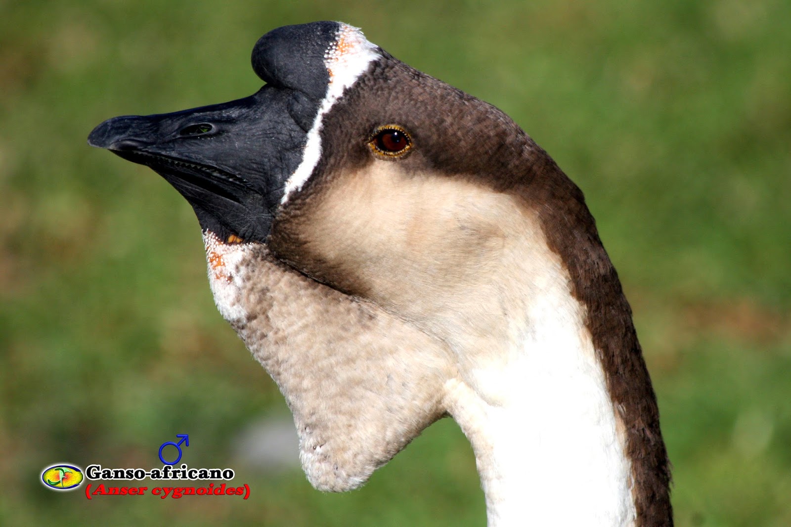 Zoologia: Ganso-africano (Anser cygnoides)